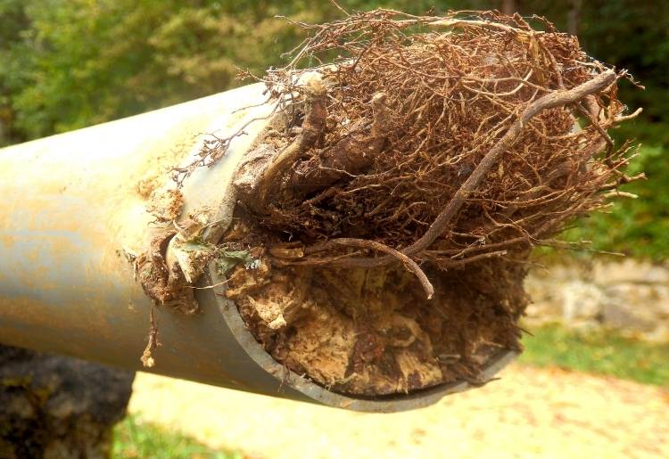 How To Prevent And Remove Tree Roots In Sewer Lines Drain Pipes